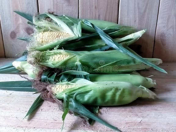Freshly Picked Sweet Corn in Green Cobs on the Table Stock Photo ...