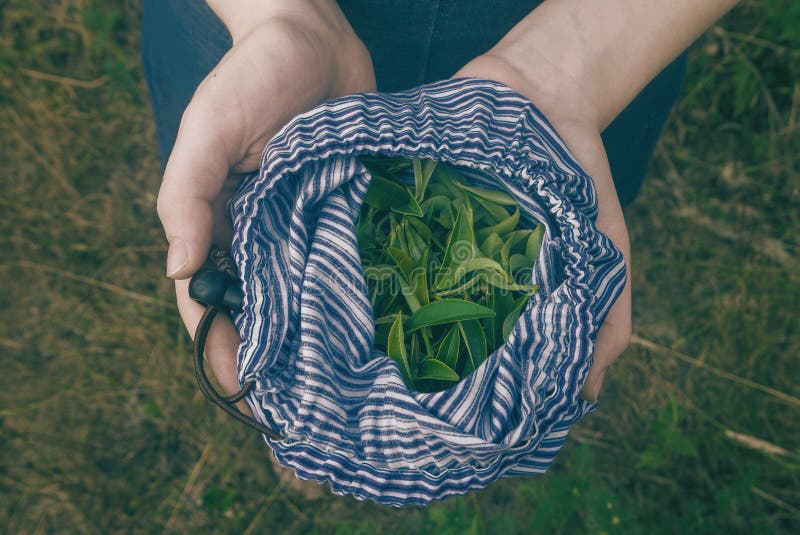 Freshly Picked Tea in the Hands of a Collector Stock Image - Image of ...