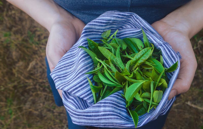 Freshly Picked Tea in the Hands of a Collector Stock Photo - Image of ...