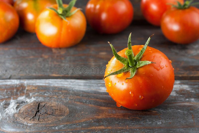 Freshly Picked Tomatoes stock photo. Image of ingredients - 26602224