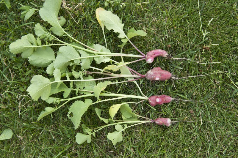 Freshly picked up radish stock image. Image of pick, garden - 20134891