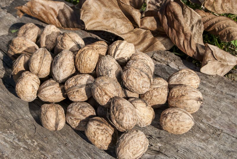 Freshly picked walnuts stock photo. Image of weathered - 35130842