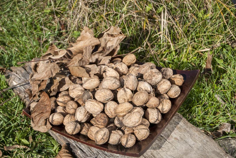 Freshly picked walnuts stock image. Image of fresh, seasonal - 35131085