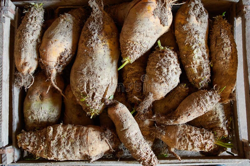 Freshly Picked White Radishes Stock Image - Image of agriculture, dirt ...