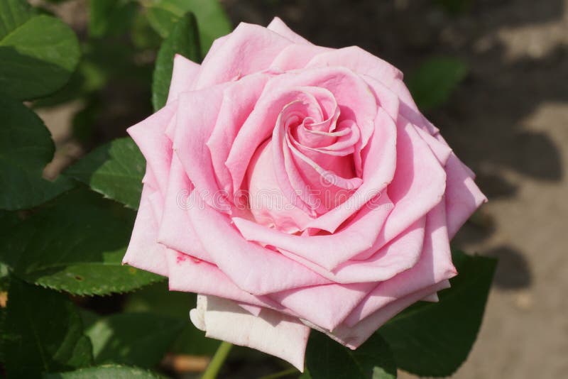 Freshly pink rose stock photo. Image of garden, park - 152569170