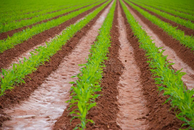 Freshly Planted Corn Field stock photo. Image of corn - 9813974