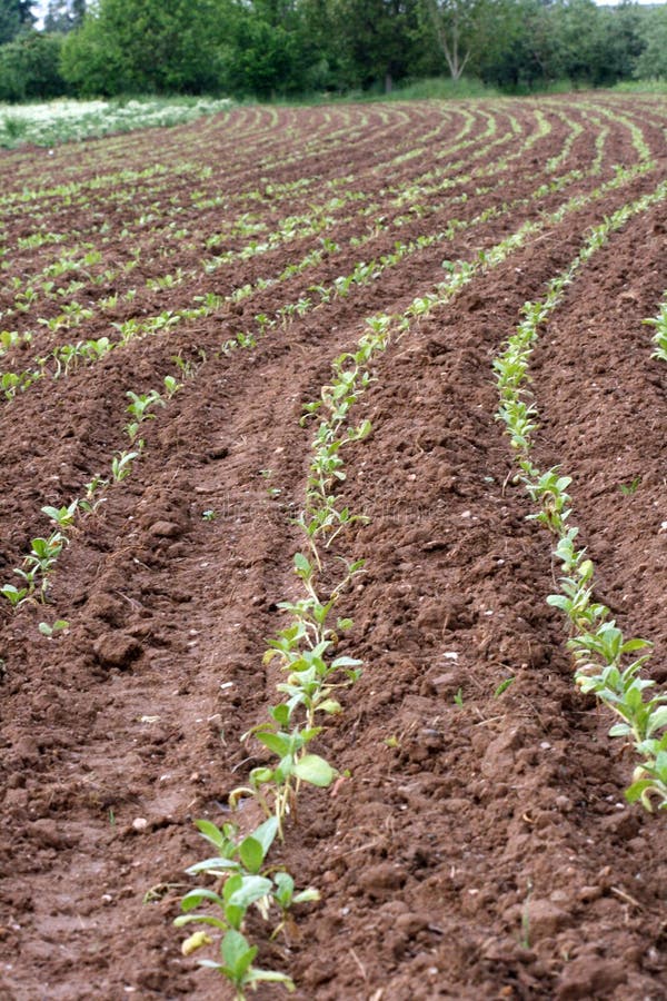 Freshly planted field stock photo. Image of bright, leaves - 41147690