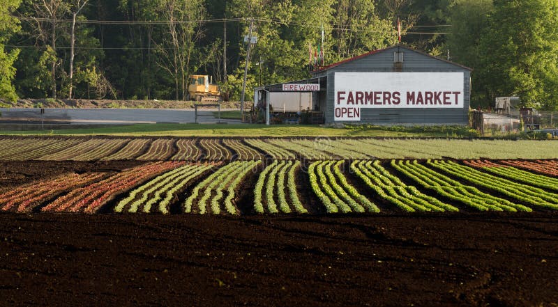 Freshly Planted Field with Vegetable Rows Stock Photo - Image of farm ...