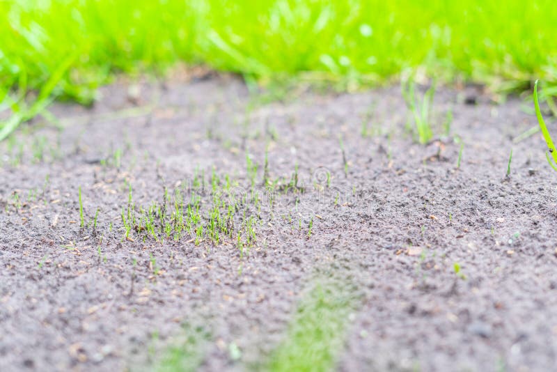 Freshly Planted Grass Growing Out of the Ground after Rain, Close-up ...