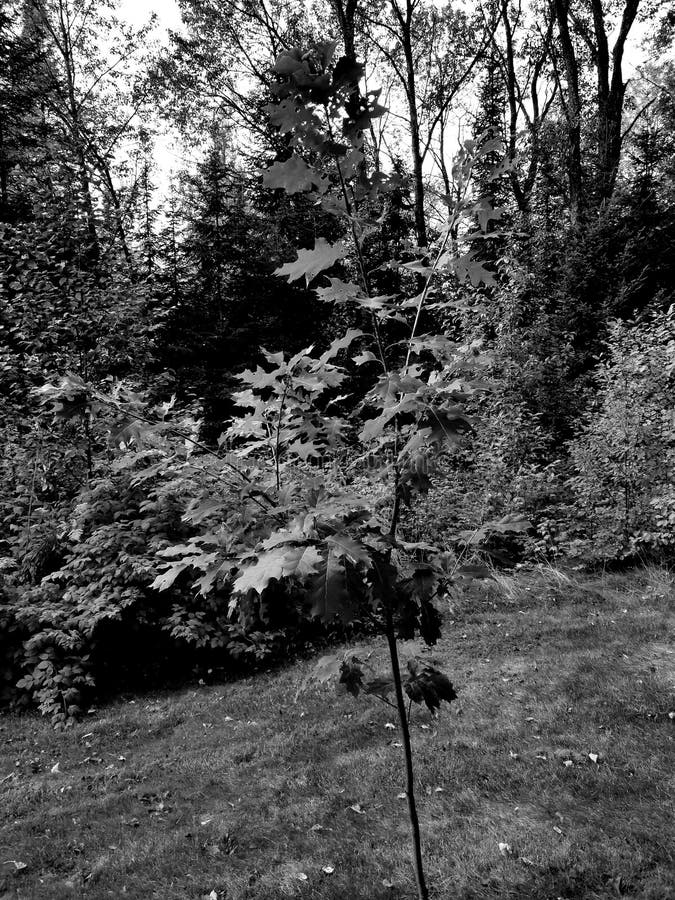 Little oak tree stock photo. Image of planted, tree - 107094804