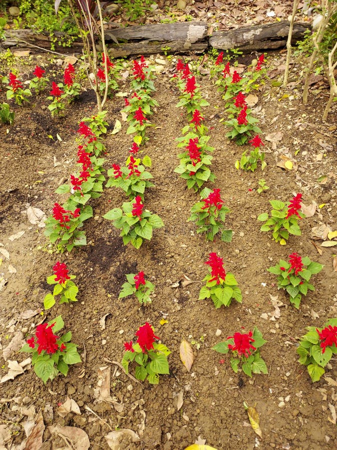 Freshly Planted Red Flower Seedlings Stock Image - Image of seedlings ...