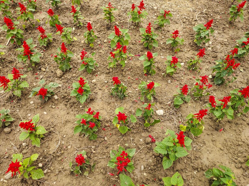 Freshly Planted Red Flower Seedlings Stock Image - Image of agriculture ...