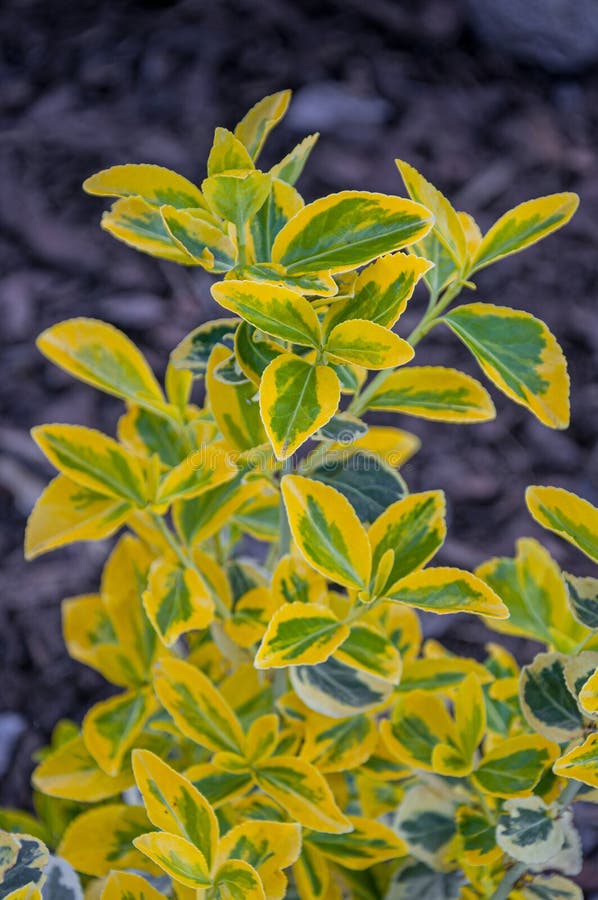 420 Euonymus Gold Stock Photos - Free & Royalty-Free Stock Photos from ...