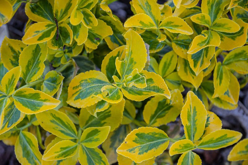 420 Euonymus Gold Stock Photos - Free & Royalty-Free Stock Photos from ...
