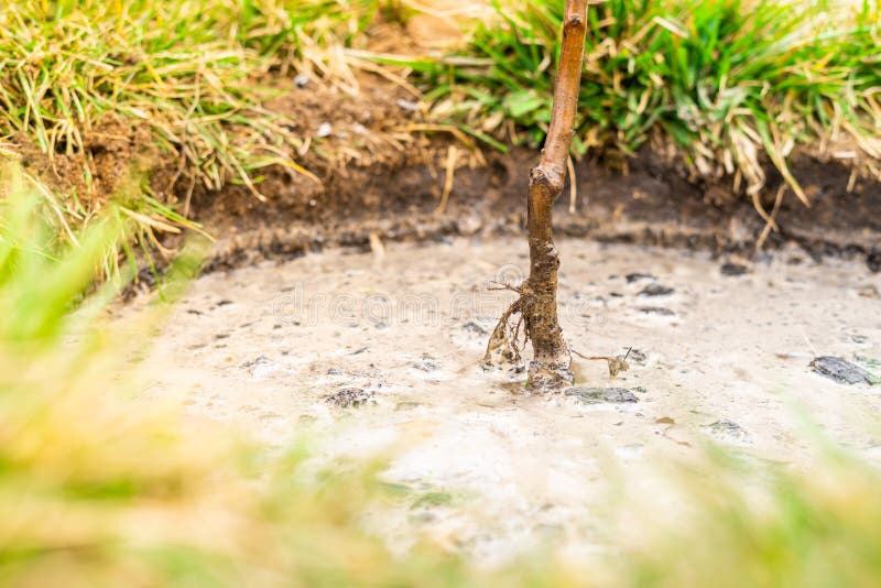 Freshly Planted Tree Spilled with Water Close Up Stock Photo - Image of ...