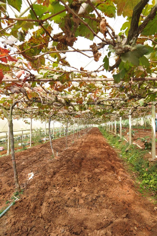 Freshly Planted Vegetables in Rich Fertile Soil Stock Photo - Image of ...
