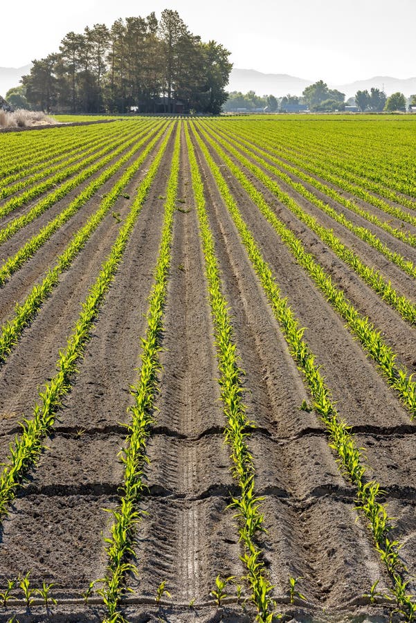Freshly Planted Young Corn in Rows Stock Image - Image of nampa, field ...