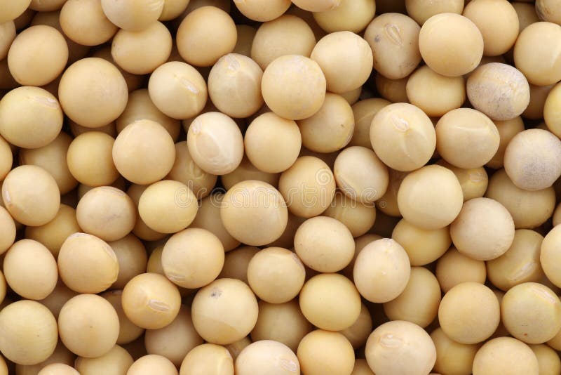 Freshly Processed Soy Beans Stock Photo - Image of crop, nutrition ...