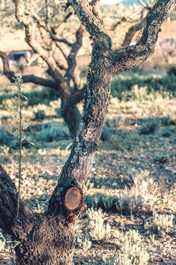 Freshly Pruned Cherry Tree Trunk in the Middle of the Field Stock Photo ...