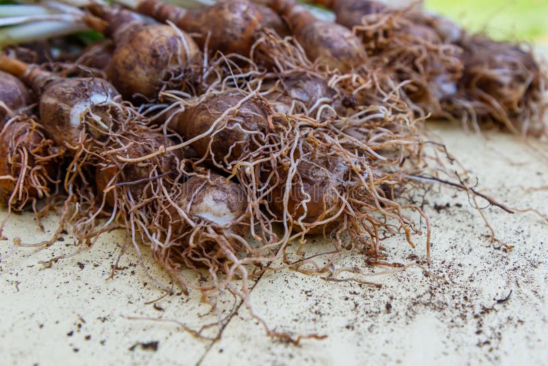 Flower Bulbs on Table. stock photo. Image of gardening - 116651418