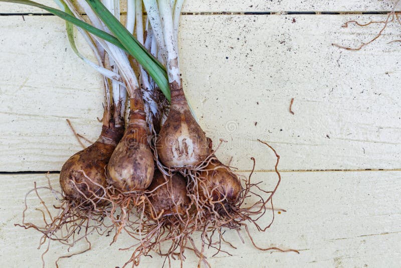 Flower Bulbs on Table. stock image. Image of gardening - 116667131