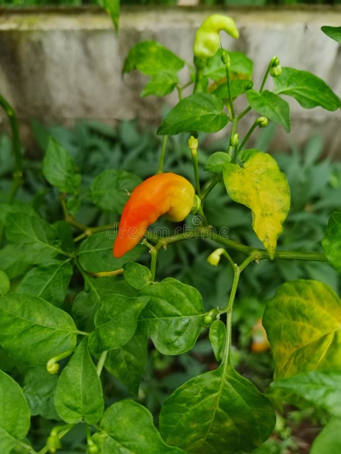 Freshly Red Bird& X27;s Eye Chilies are Very Spicy Stock Image - Image ...