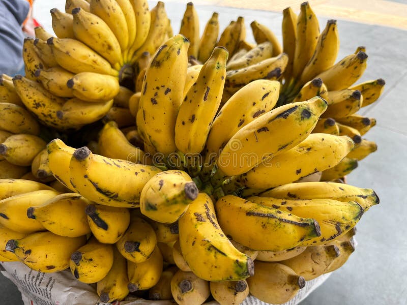 Freshly Ripe Bananas Have Been Picked from the Tree. Stock Photo ...