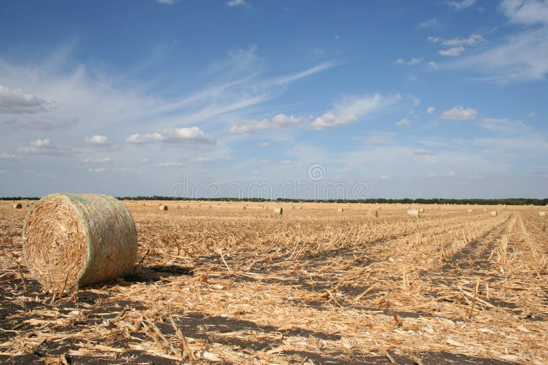 Freshly Rolled Hay in Field Stock Image - Image of rolled, frame: 3368347