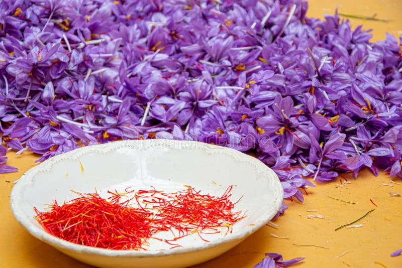 Freshly Rolled Strand Saffron on Brown Clay Plate and Purple Saffron ...