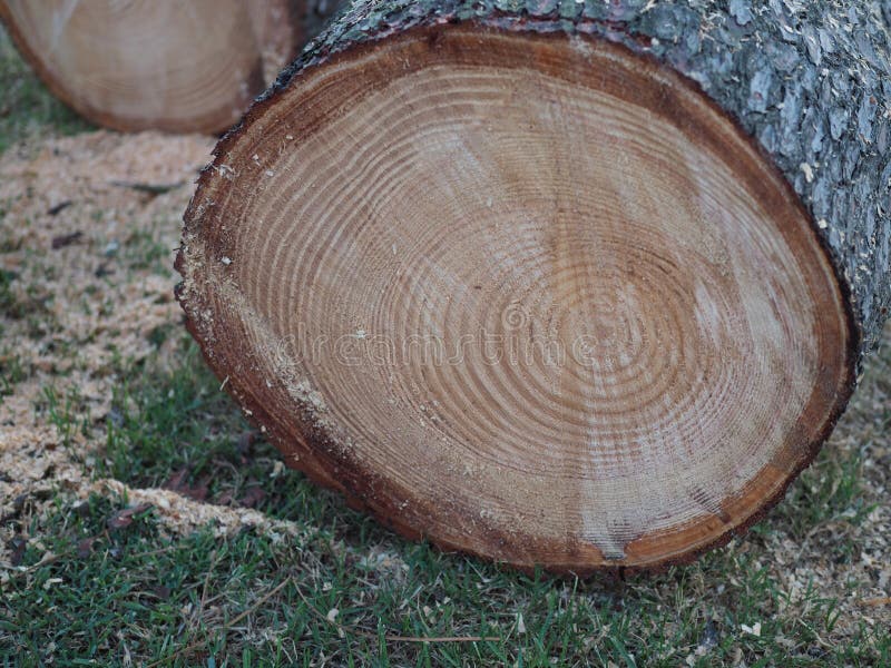 Freshly Sawed Pine Log Close-up in the Forest. Wood Round Timber Stock ...