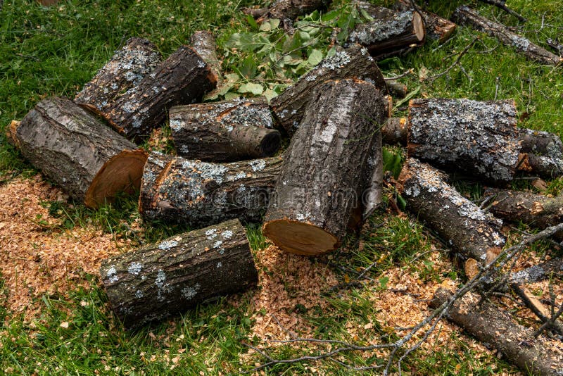 Freshly Sawed Plum Tree Logs 2 Stock Image - Image of lying, trunk ...