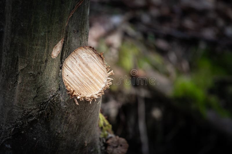 Freshly Sawn Tree Stump in the Forest, Highlighting the Raw Cut Wood ...