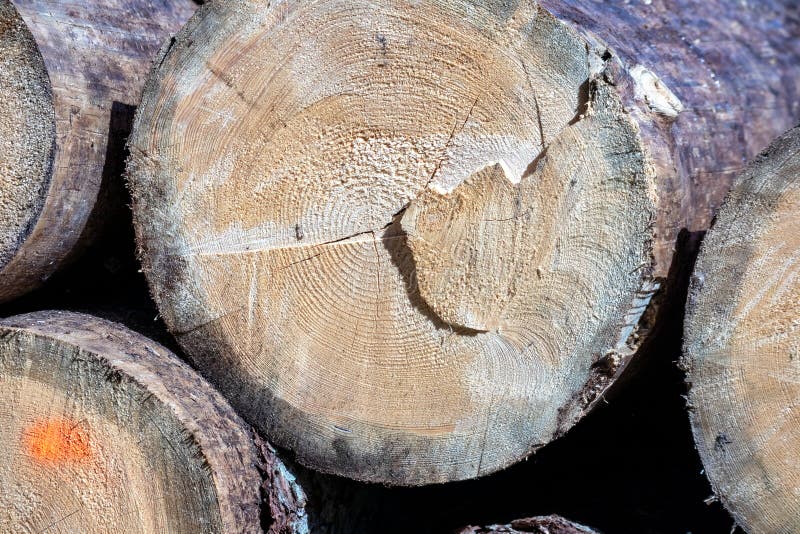 Freshly Sawn Tree Trunk with Clearly Visible Annual Rings Stock Image ...