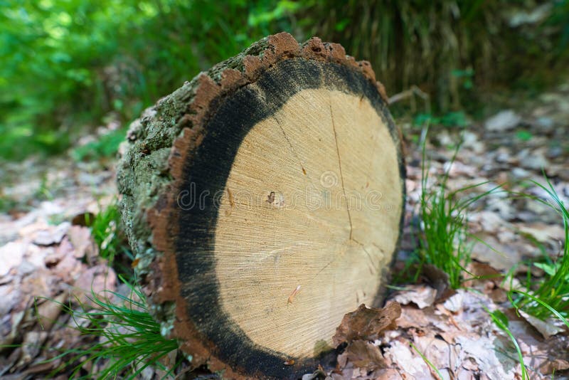 A Freshly Sawn Tree Trunk in Close-up at the Edge of the Forest Stock ...