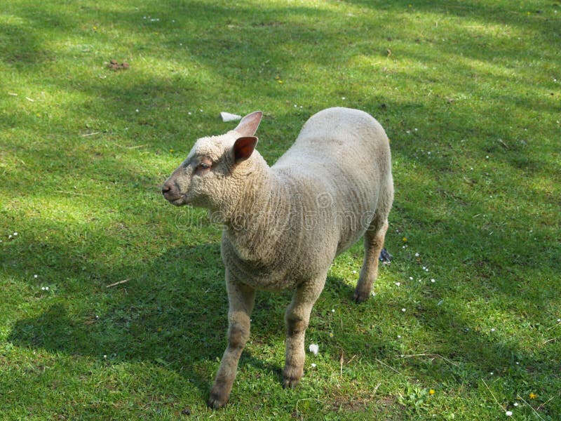 Freshly sheared sheep stock photo. Image of teen, lamb - 91954896