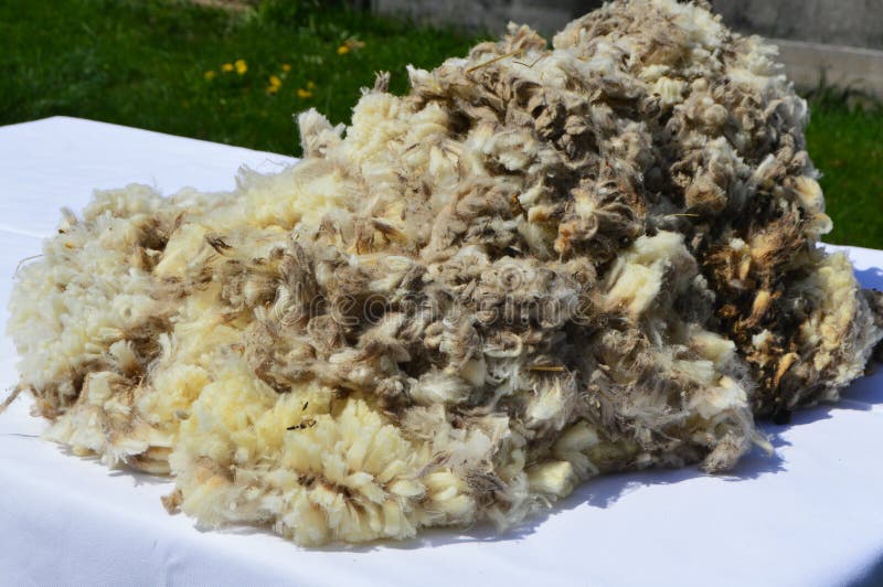 Freshly Sheared Wool stock image. Image of shaving, shaven - 53642517