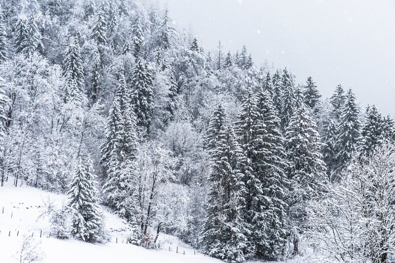 Freshly Snow-covered Mixed Forest on a Mountain Stock Photo - Image of ...