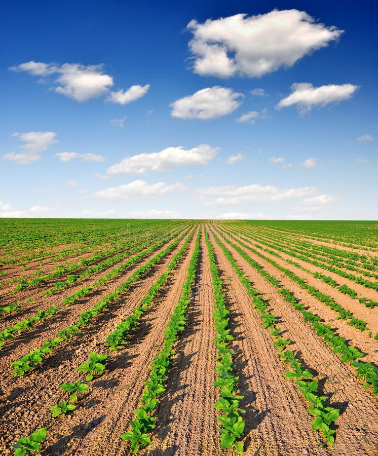 Freshly Sown Sunflower Field Stock Image - Image of organic, thriven ...