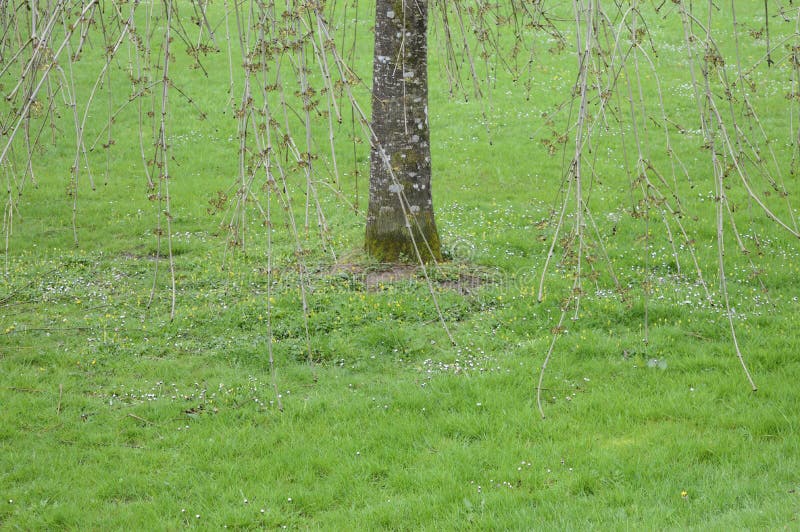 Freshly Spring Grass on Lawn Stock Photo - Image of leaf, fine: 119350340