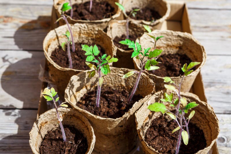 Freshly Sprouted Seedlings in Pots Stock Image - Image of agriculture ...