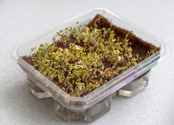 Freshly Sprouted Shoots of Micro Greens in the Plastic Container. Food ...