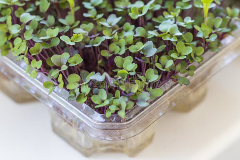Freshly Sprouted Shoots of Micro Greens in the Plastic Container. Diet ...
