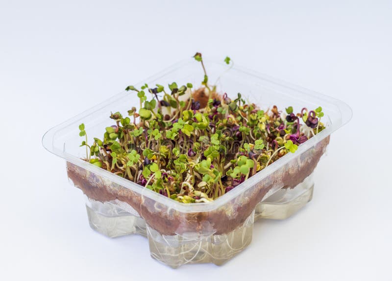 Freshly Sprouted Shoots of Micro Greens in the Plastic Container on the ...
