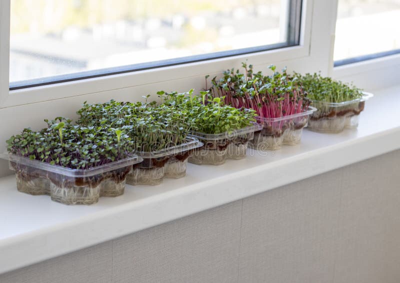 Freshly Sprouted Shoots of Micro Greens in the Plastic Containers on ...