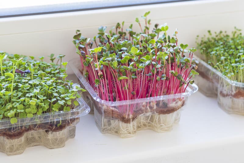 Freshly Sprouted Shoots of Micro Greens in the Plastic Containers on ...