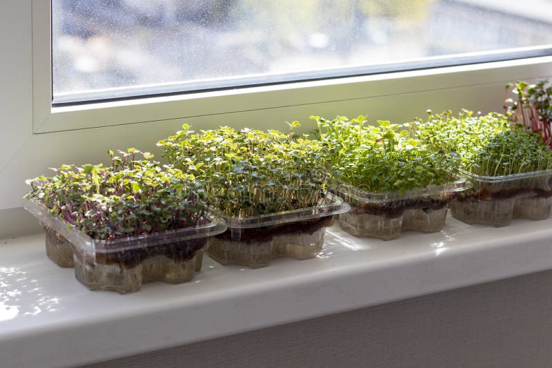 Freshly Sprouted Shoots of Micro Greens in the Plastic Containers on ...