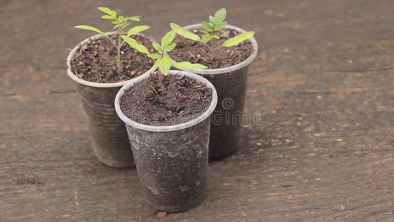 Sprouted Tomatoes, Tomato Seedlings in Pots. Young Tomato Seedlings for ...