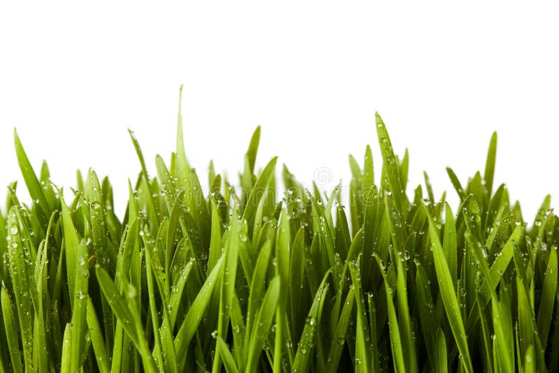 Freshly Sprouted Wheatgrass Stock Image - Image of blades, homegrown ...
