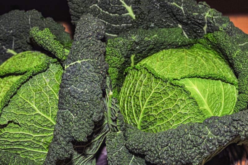 Freshly Washed Heads of Cabbage Stock Photo - Image of vitamines ...