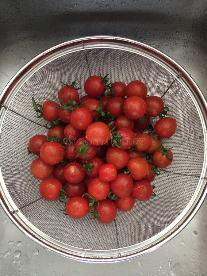 Freshly Washed Tomatoes stock image. Image of ready, metal - 44364309